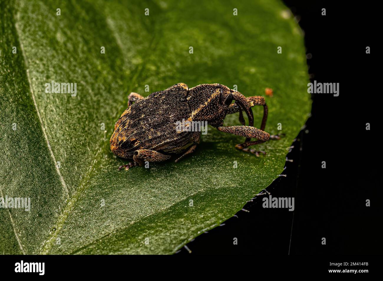 Adult True Weevil of the Family Curculionidae Stock Photo - Alamy