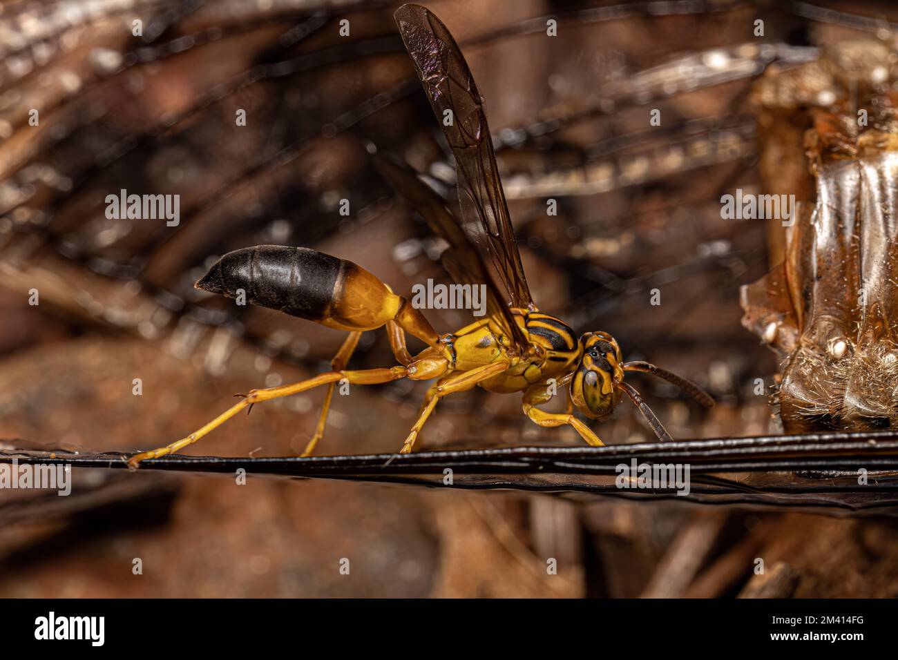 Gregarious species hi-res stock photography and images - Alamy