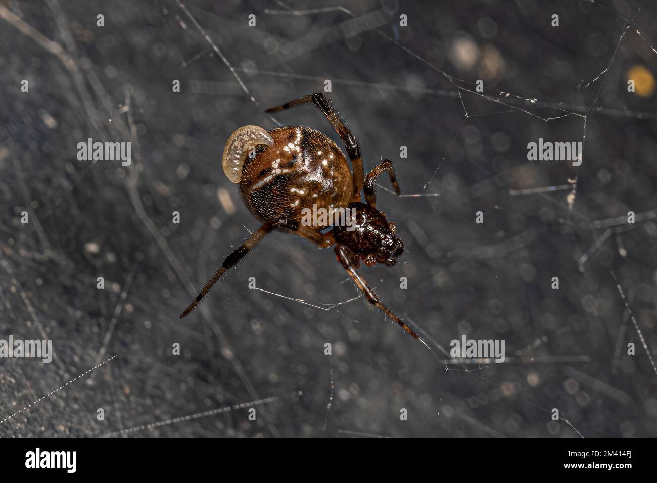 Darwin Wasp Larva parasitizing an Adult Cobweb Spider of the Family ...