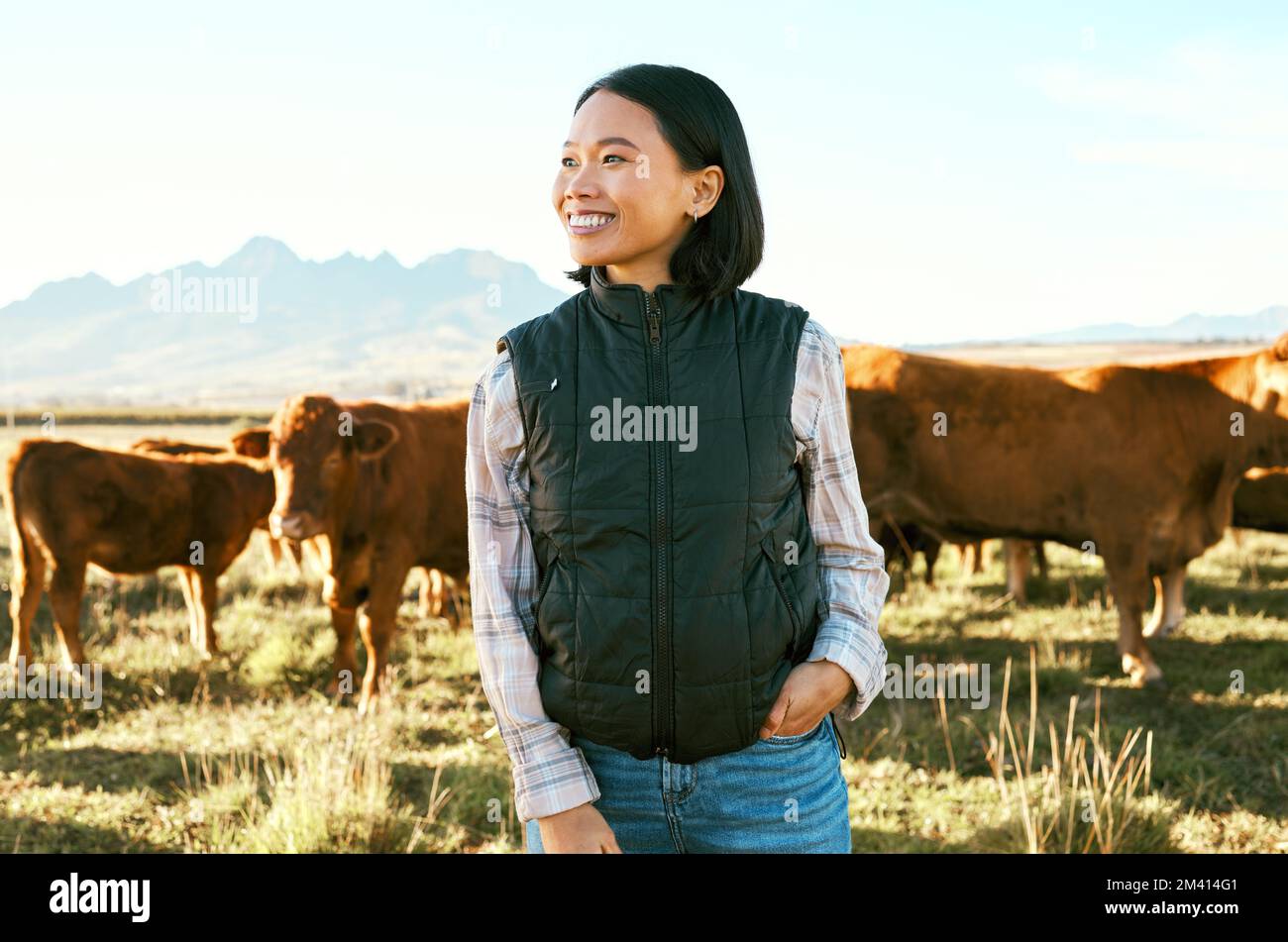 Countryside, cow cattle and Asian woman happy about nature, mountains ...