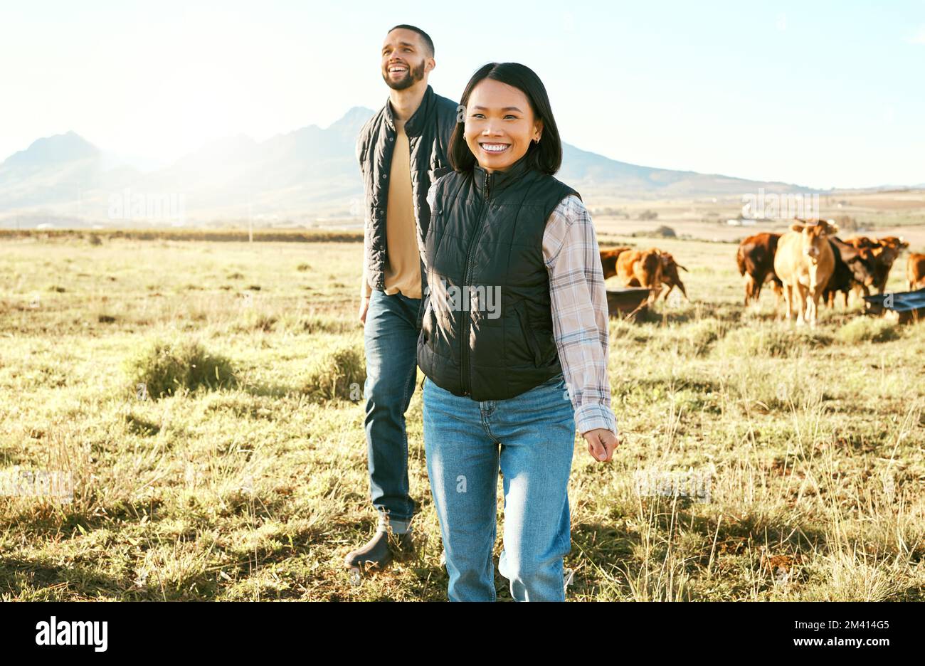 Farm, agriculture and cattle with a couple walking on a field or meadow ...