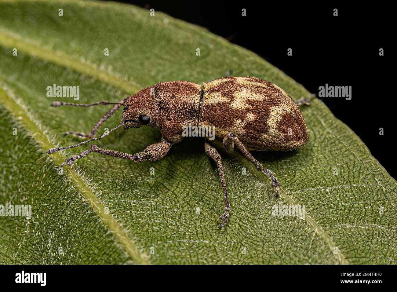 Adult Broad-nosed Weevil of the Tribe Naupactini Stock Photo - Alamy