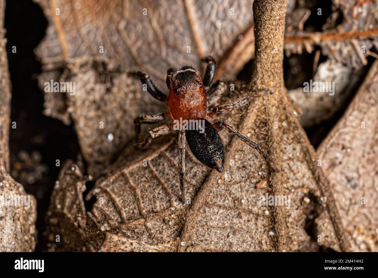 Predation spiders jumping spiders hi-res stock photography and images ...