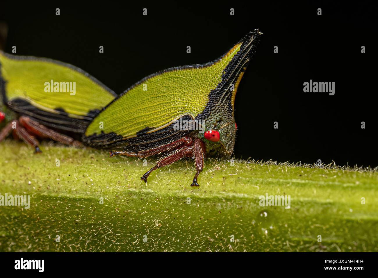 Adult treehopper hi-res stock photography and images - Alamy