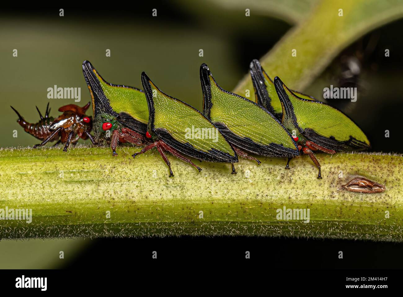 Adult treehopper hi-res stock photography and images - Alamy