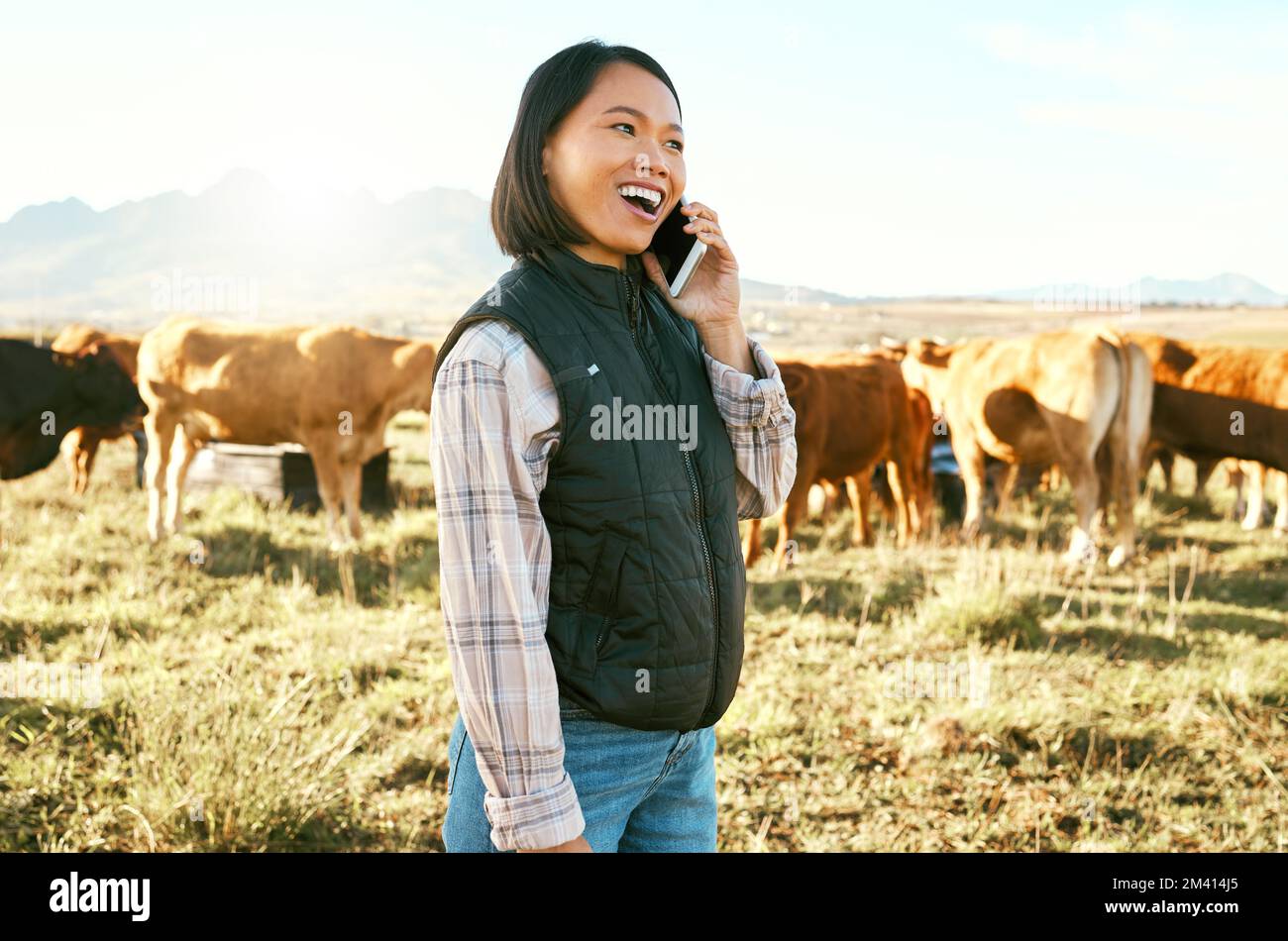 Cow, woman or farmer on a phone call in nature talking, communication ...