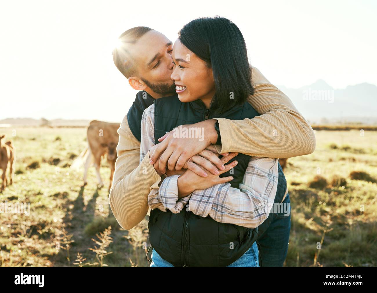Cow farm, love and couple kiss in the countryside relax on a ...