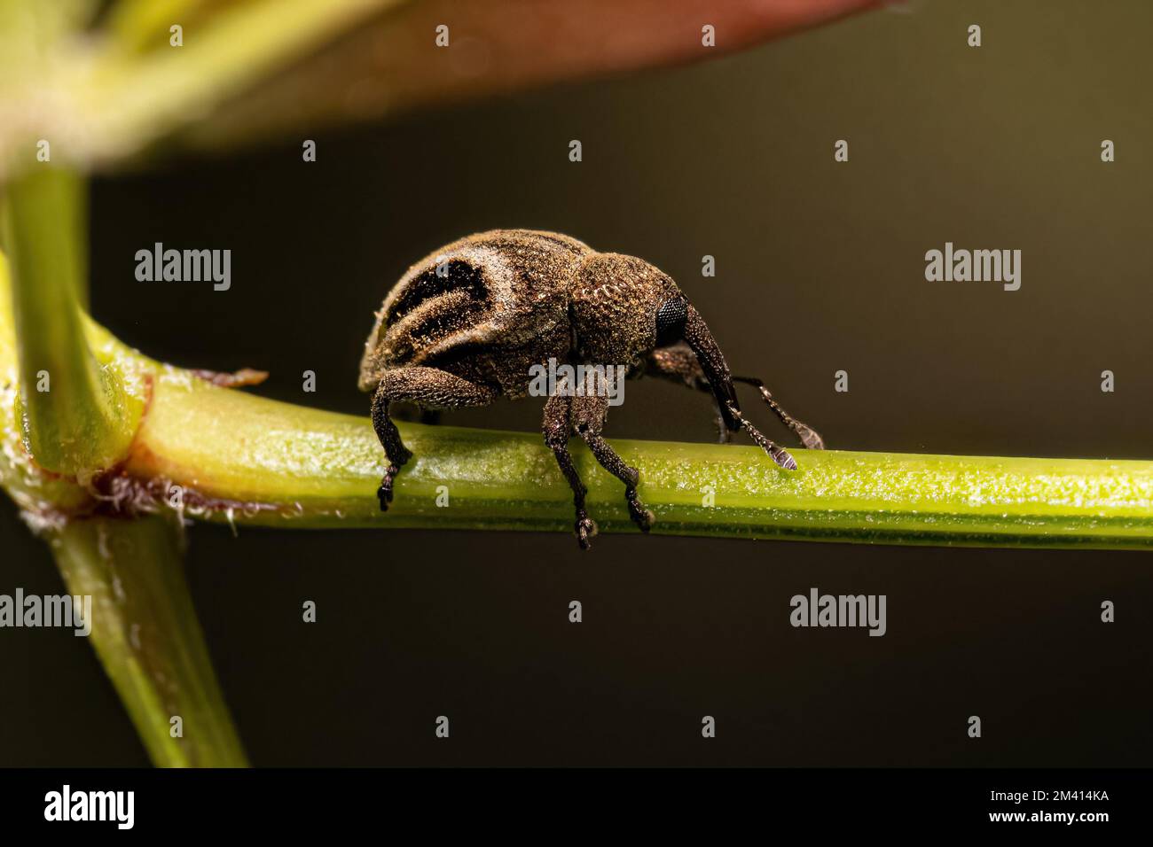 Adult true Weevil of the Genus Chalcodermus Stock Photo - Alamy