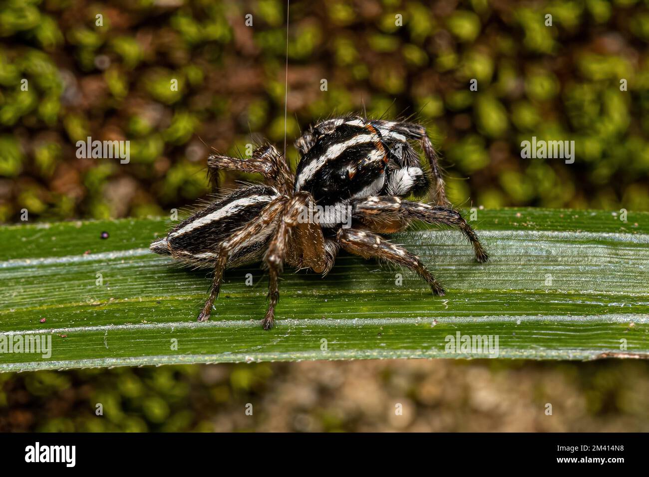 Adult Male Jumping Spider of the Genus Freya Stock Photo - Alamy