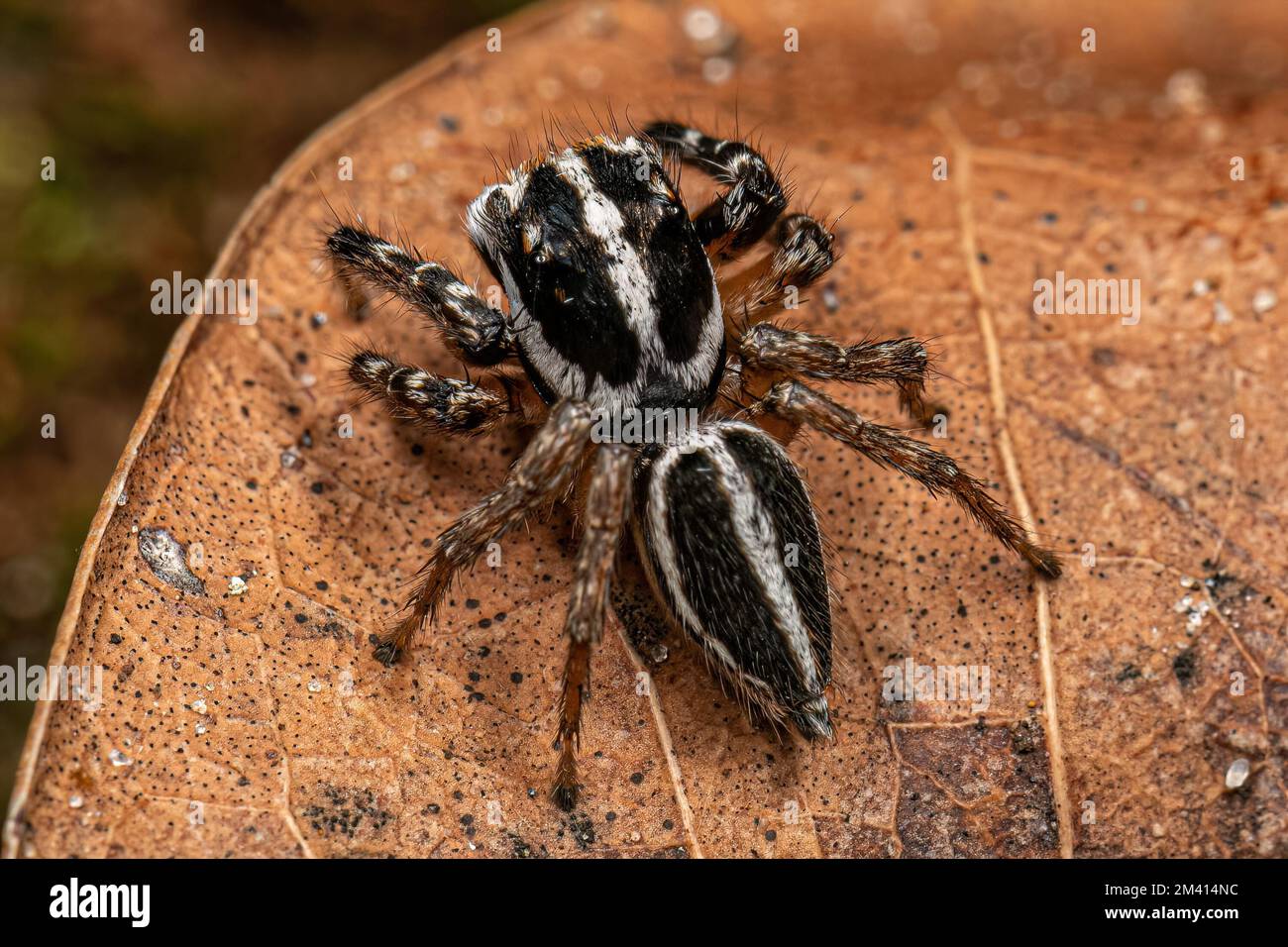 Adult Male Jumping Spider of the Genus Freya Stock Photo - Alamy