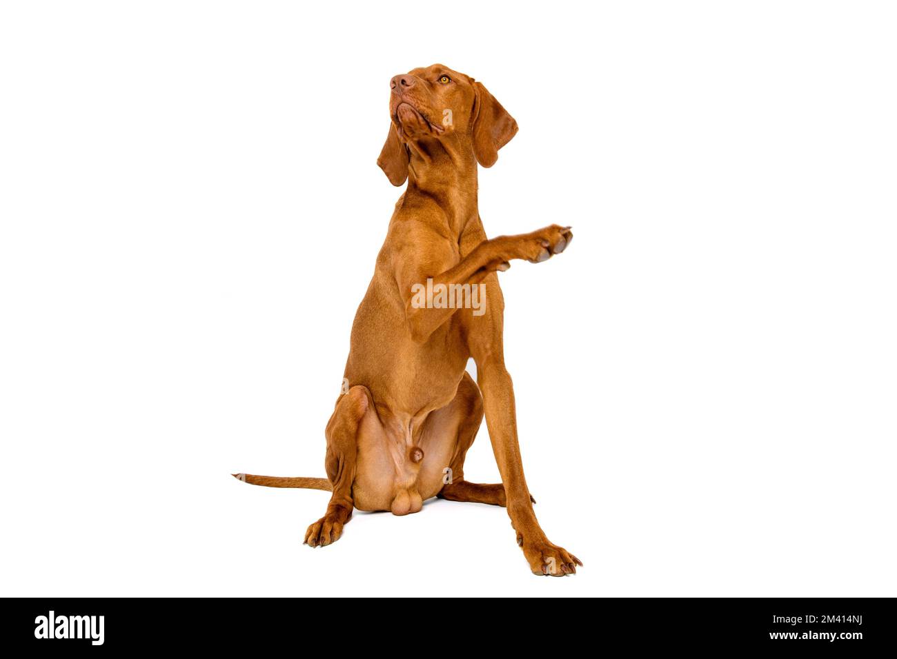 Gorgeous hungarian vizsla dog sitting giving a paw studio portrait ...