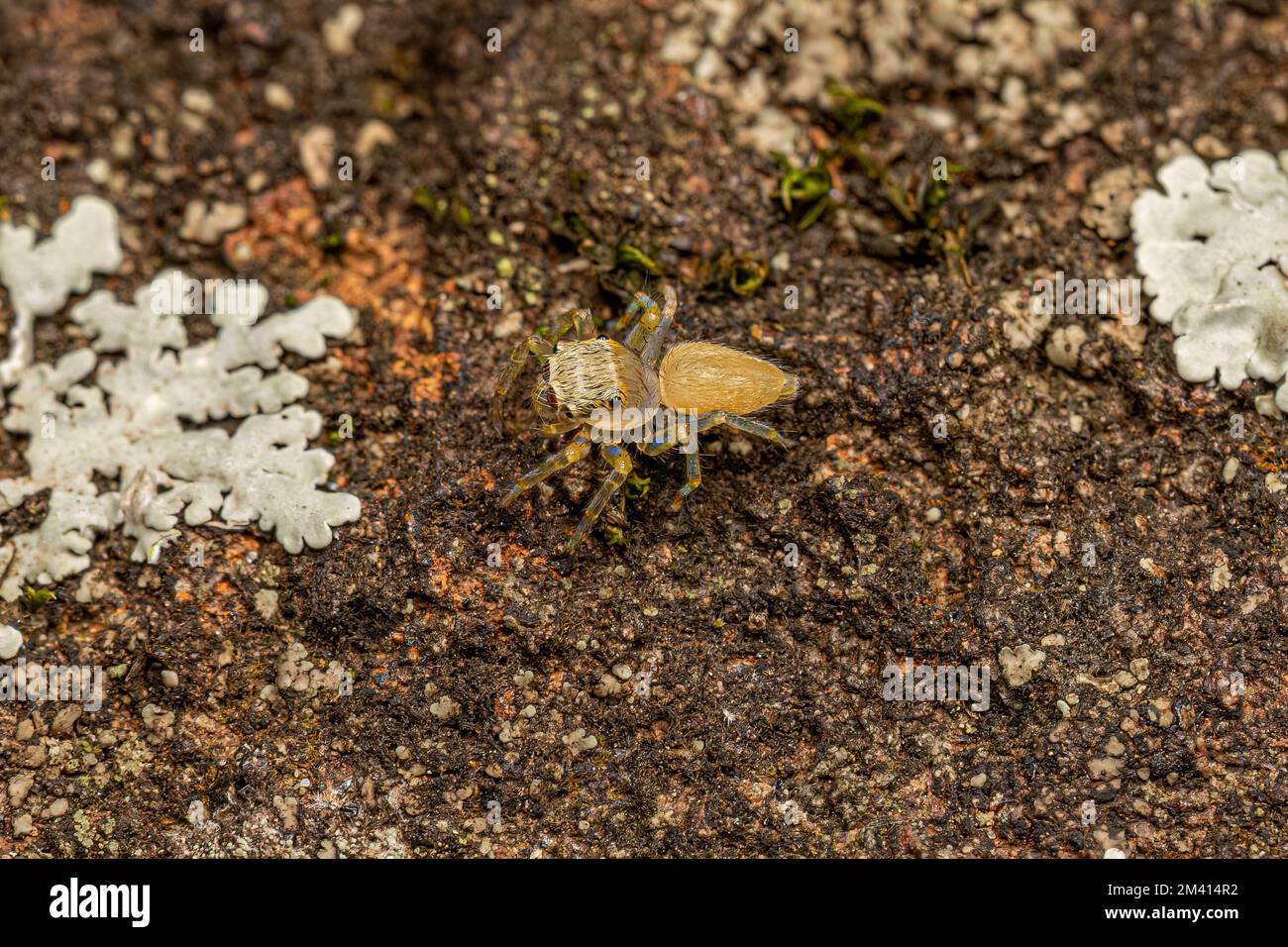 Small Jumping Spider of the Subfamily Salticinae Stock Photo - Alamy
