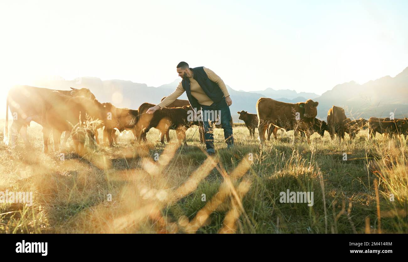 Farm animal, cows and cattle farmer outdoor in countryside to care ...