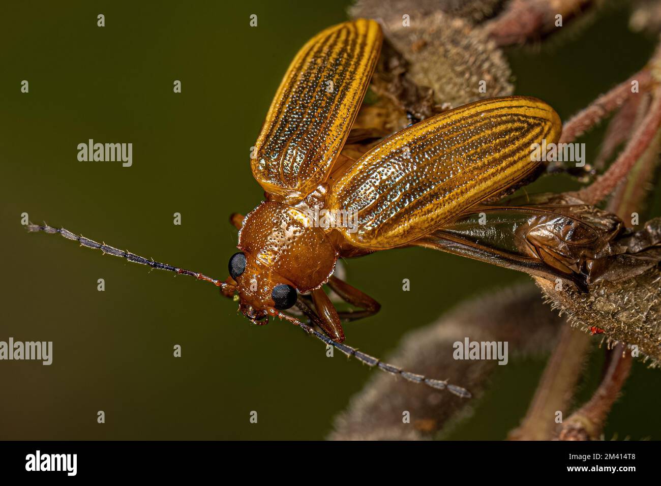 Yellow Adult Leaf Beetle of the Genus Metaxyonycha Stock Photo - Alamy