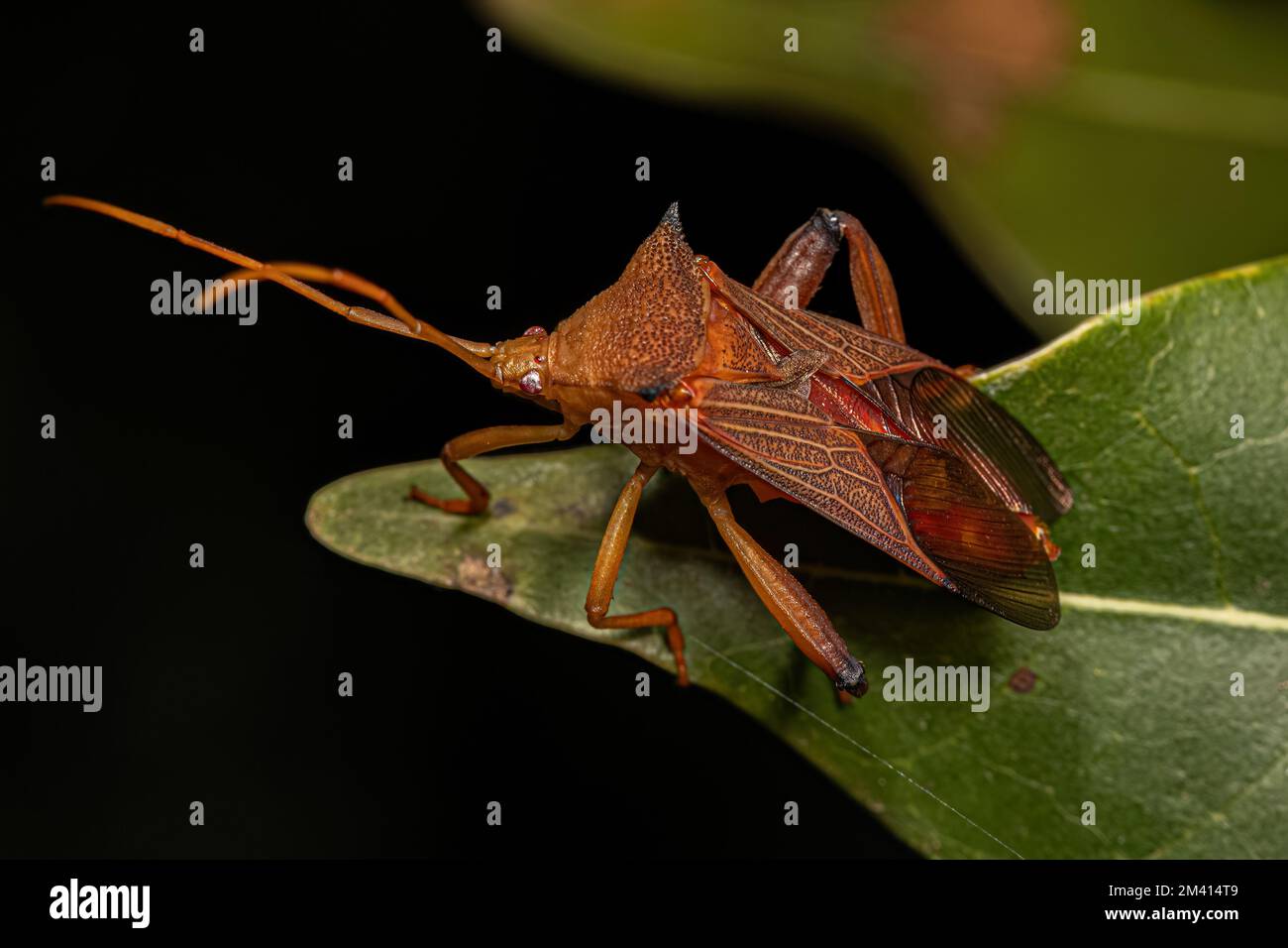 Melucha gladiator hi-res stock photography and images - Alamy