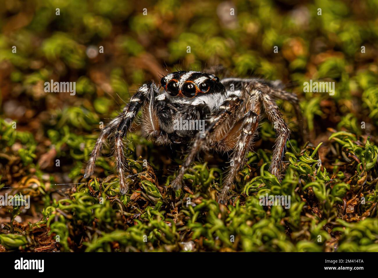 Adult Male Jumping Spider of the Genus Freya Stock Photo - Alamy