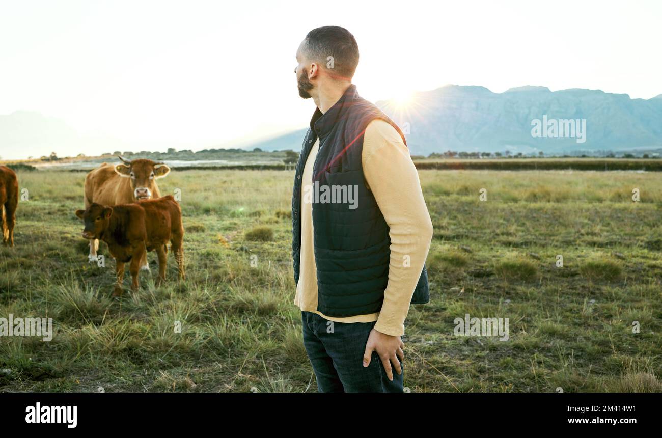 Eco friendly beef farming hi-res stock photography and images - Alamy