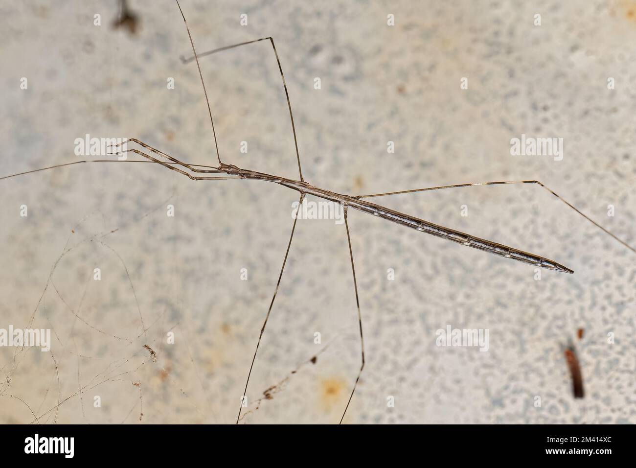 Small Thread legged Bug of the Subfamily Emesinae Stock Photo - Alamy