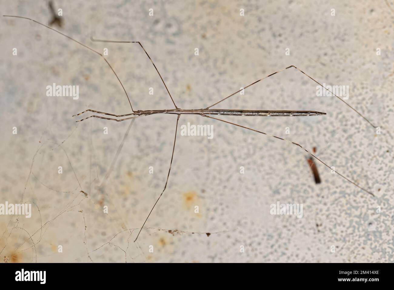 Thread legged bugs hi-res stock photography and images - Alamy