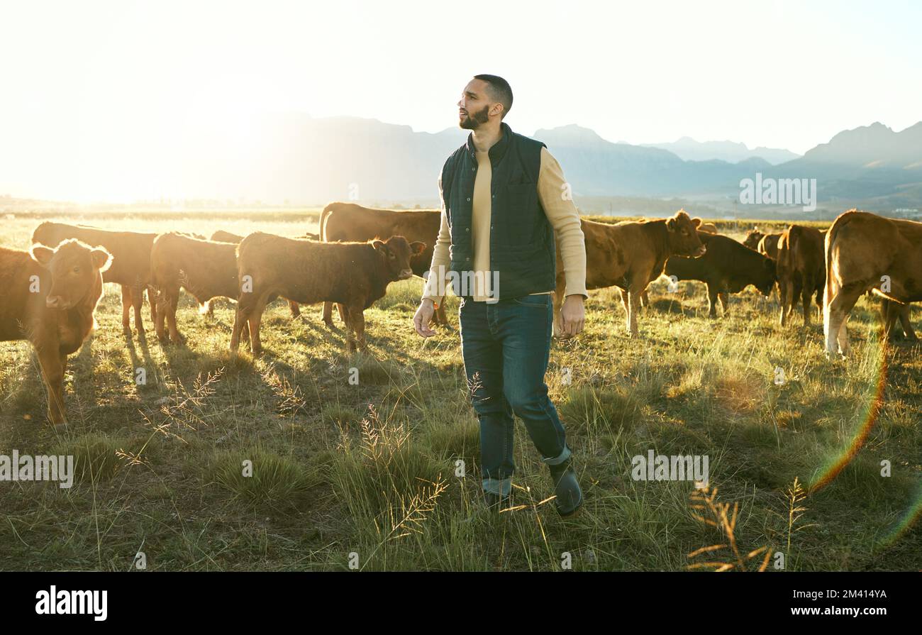 Farming, agriculture and man on farm with cattle eating grass on field ...