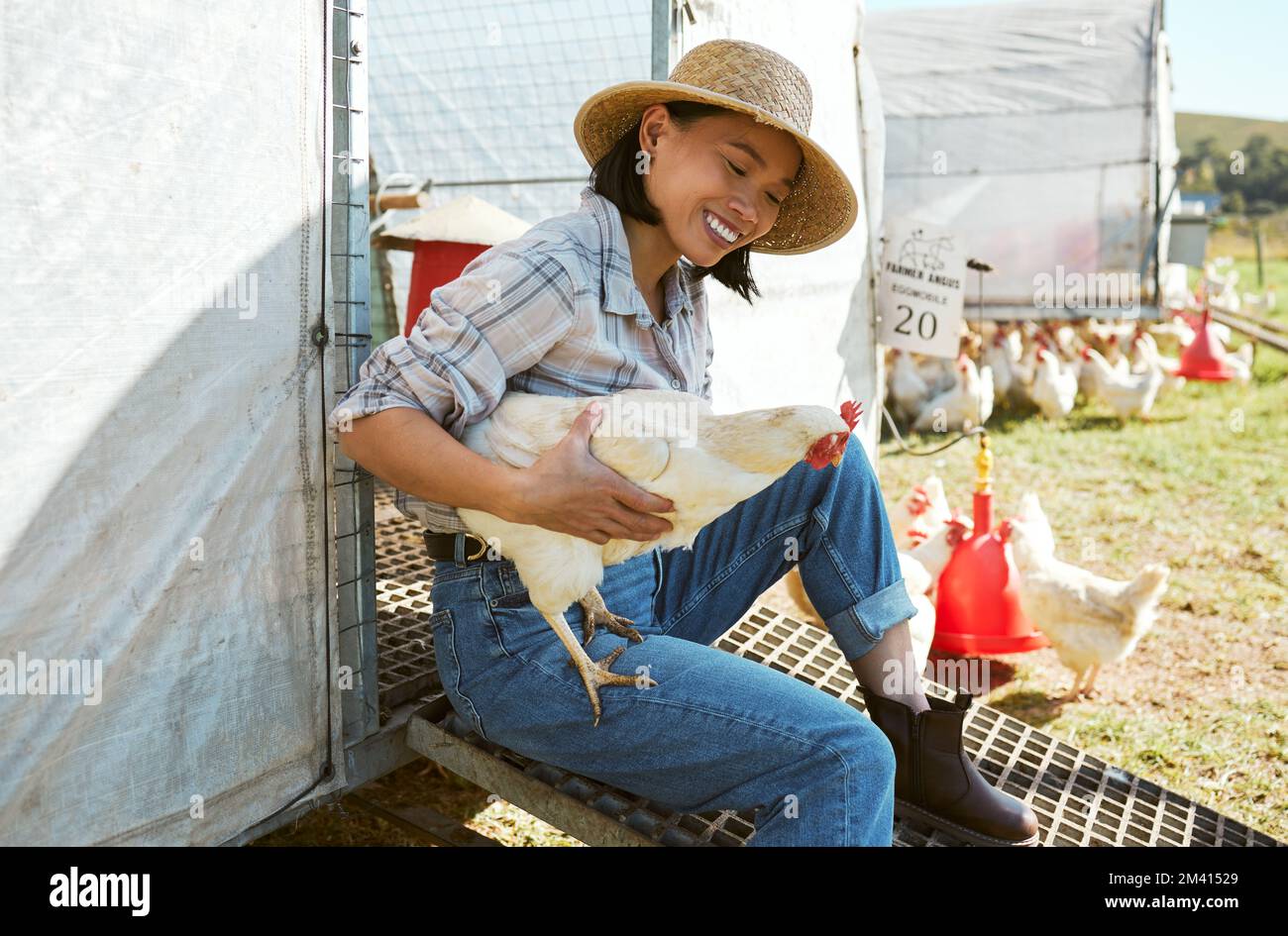 Sustainable, livestock and woman with chicken on a farm doing work in a ...