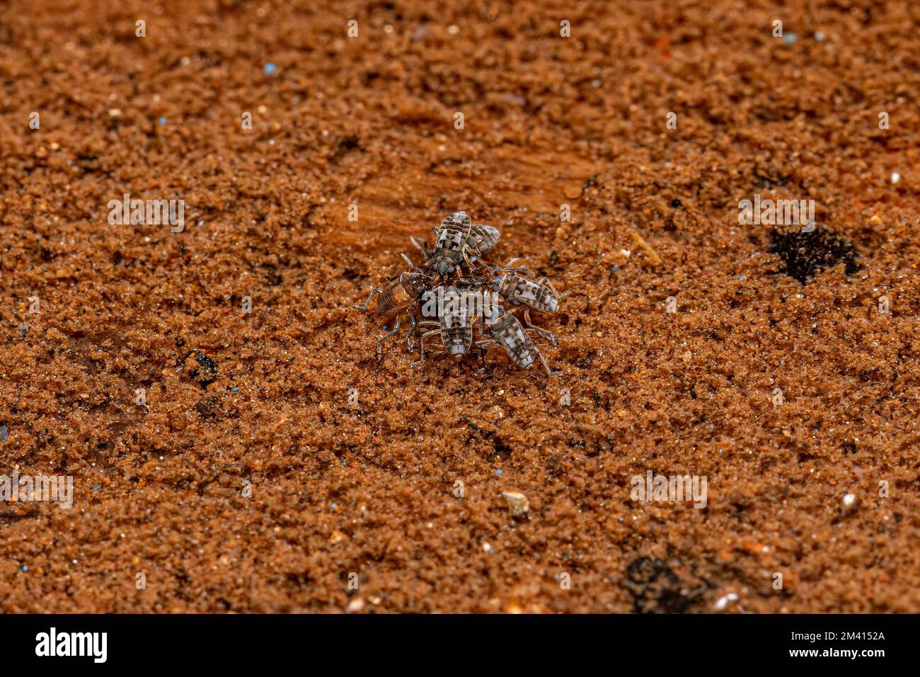 Ripple bugs hi-res stock photography and images - Alamy