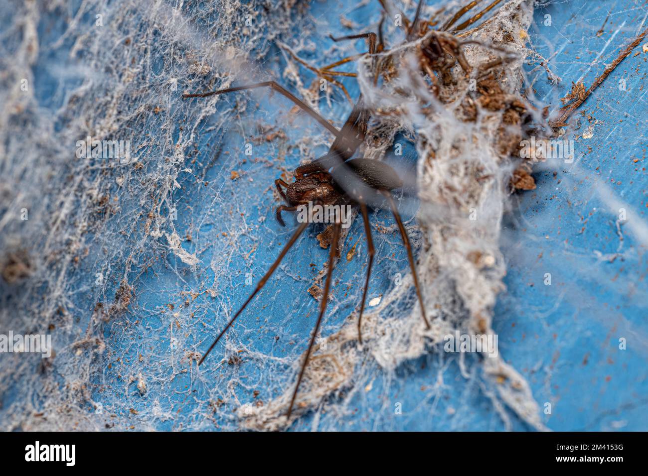 Adult Recluse Spider of the Genus Loxosceles Stock Photo - Alamy