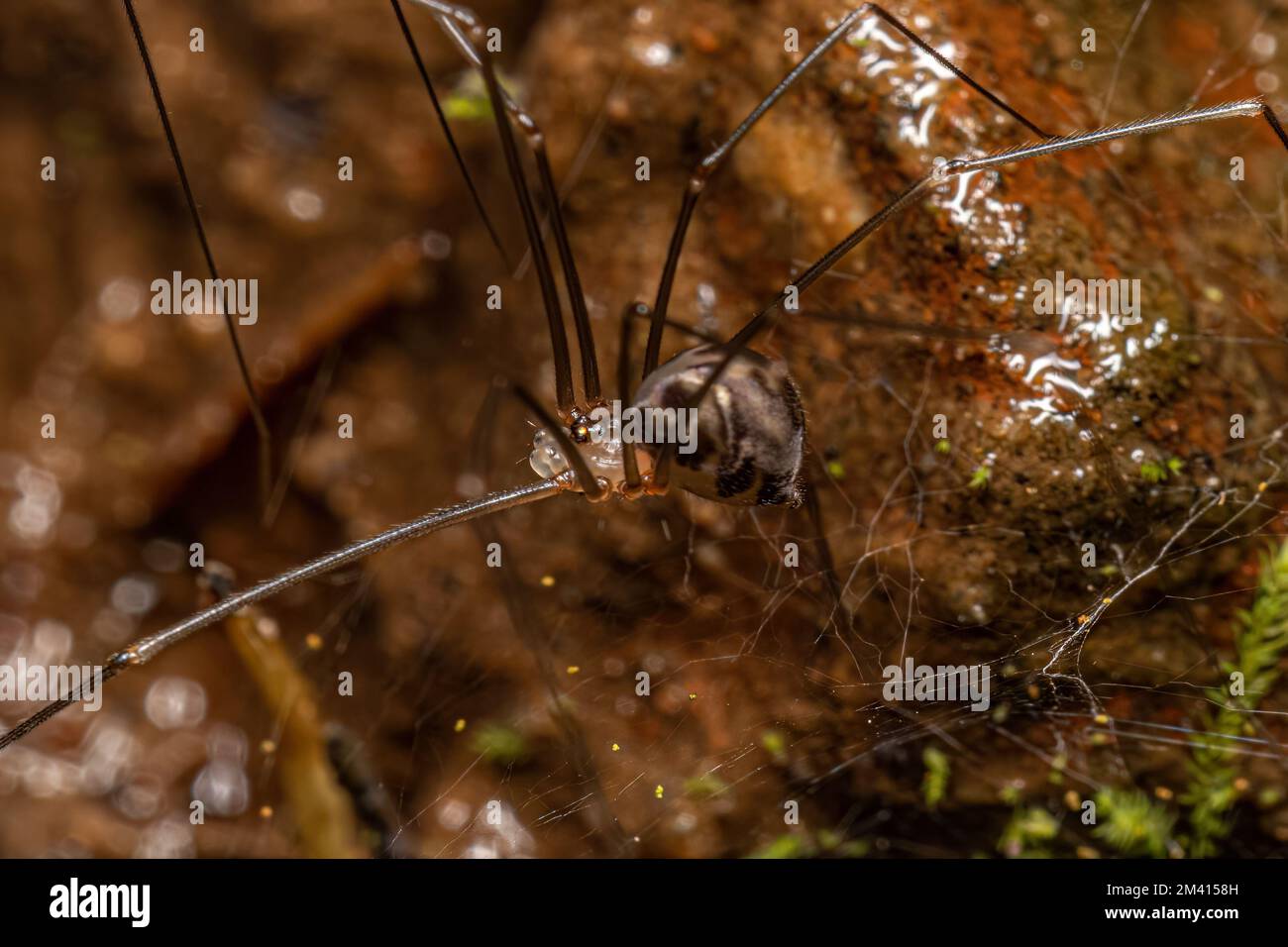 Small Male Cellar Spider of the Family Pholcidae Stock Photo - Alamy
