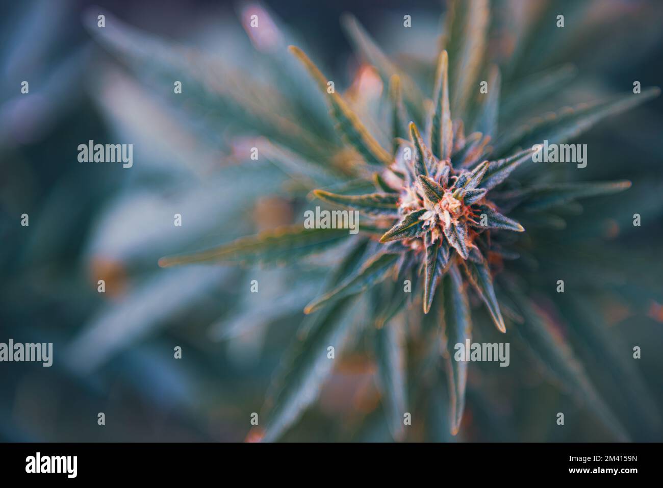 Cannabis plant flower bud background. Cannabis Sativa, medical ...