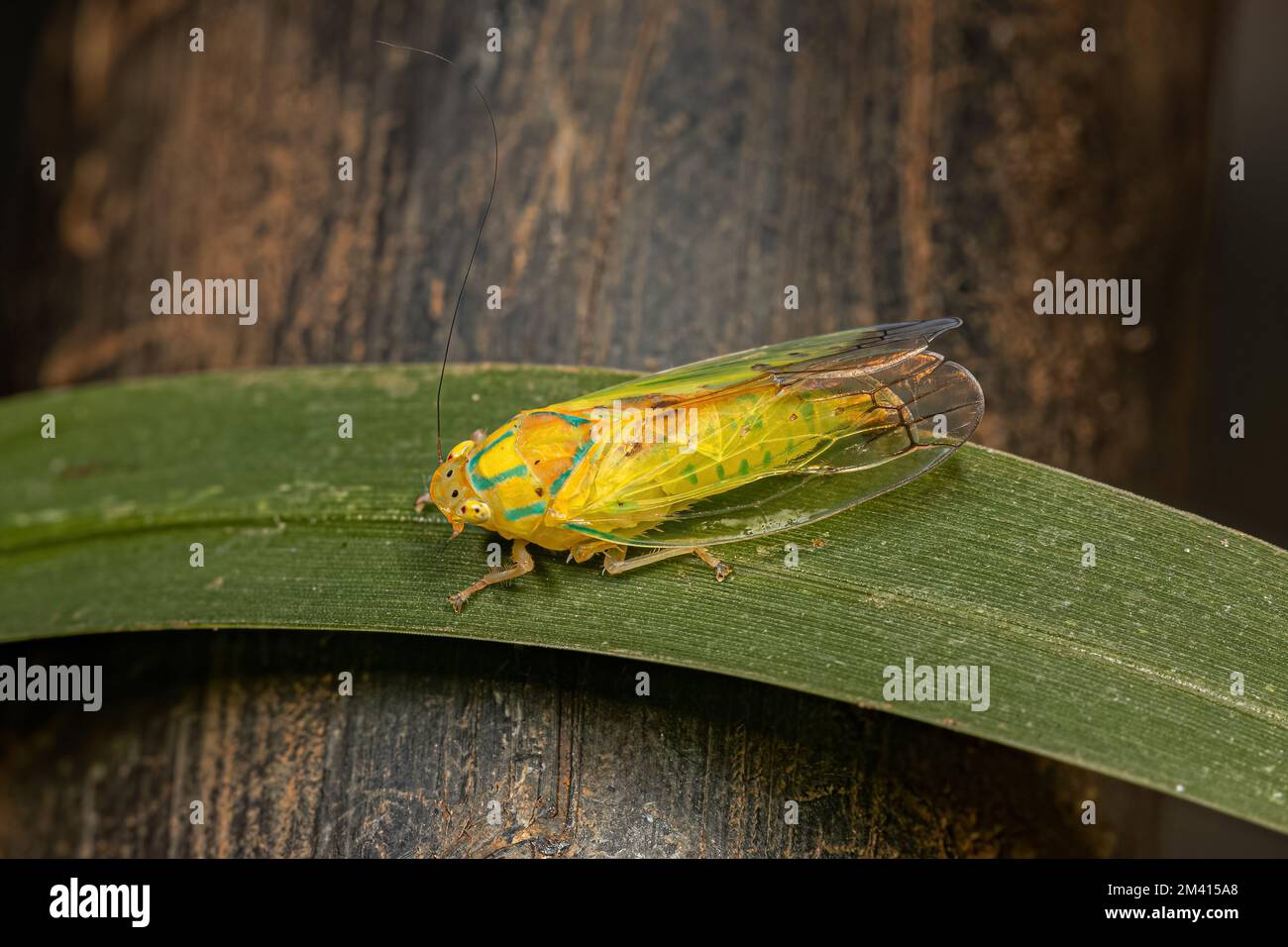 adult Typical Leafhopper of the Subfamily Neocoelidiinae Stock Photo ...