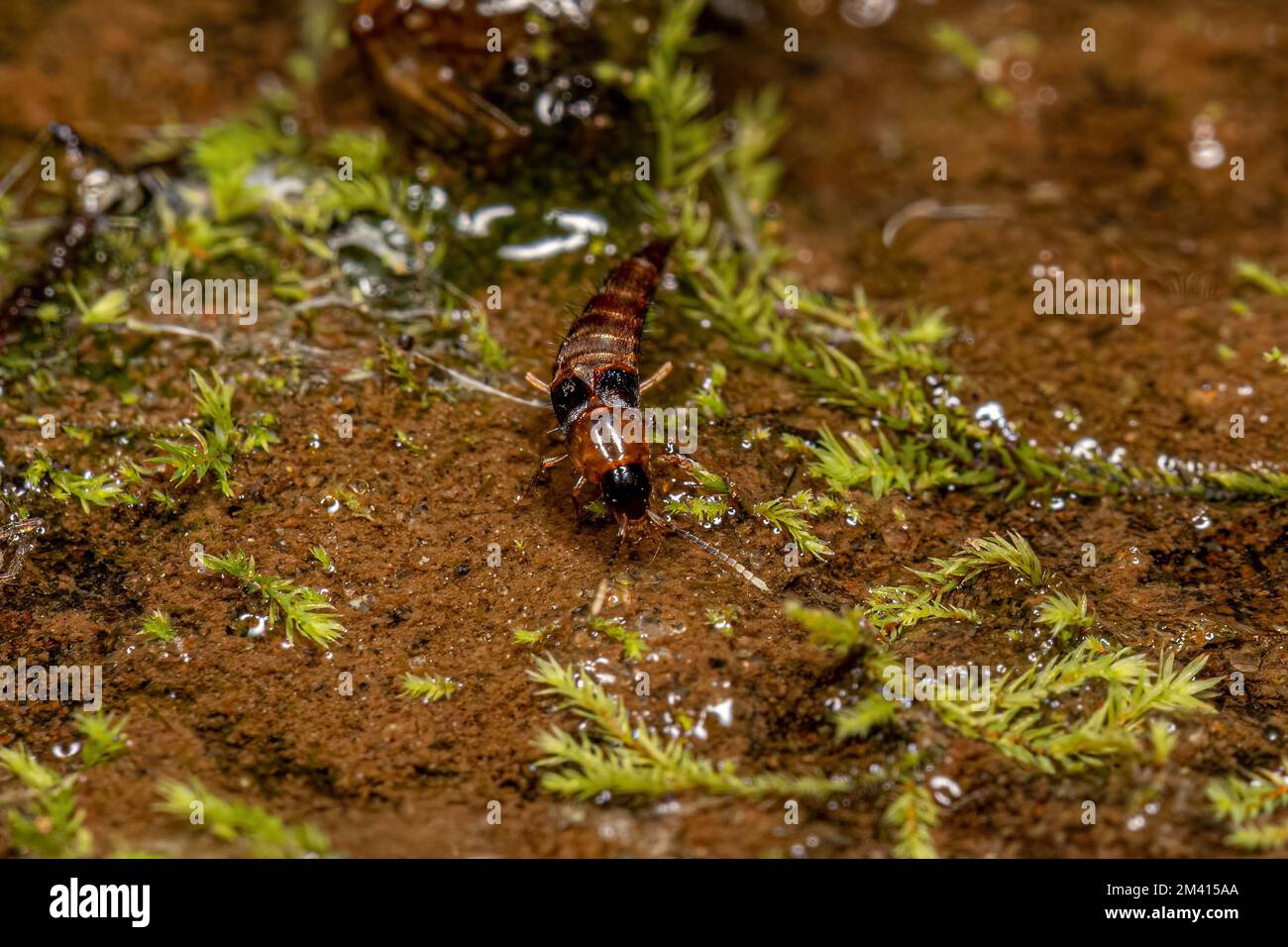 Small Rove Beetle of the Genus Atanygnathus Stock Photo - Alamy