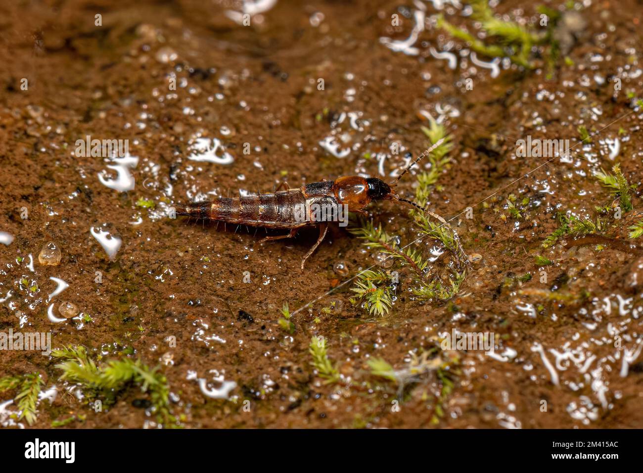 Small Rove Beetle of the Genus Atanygnathus Stock Photo - Alamy