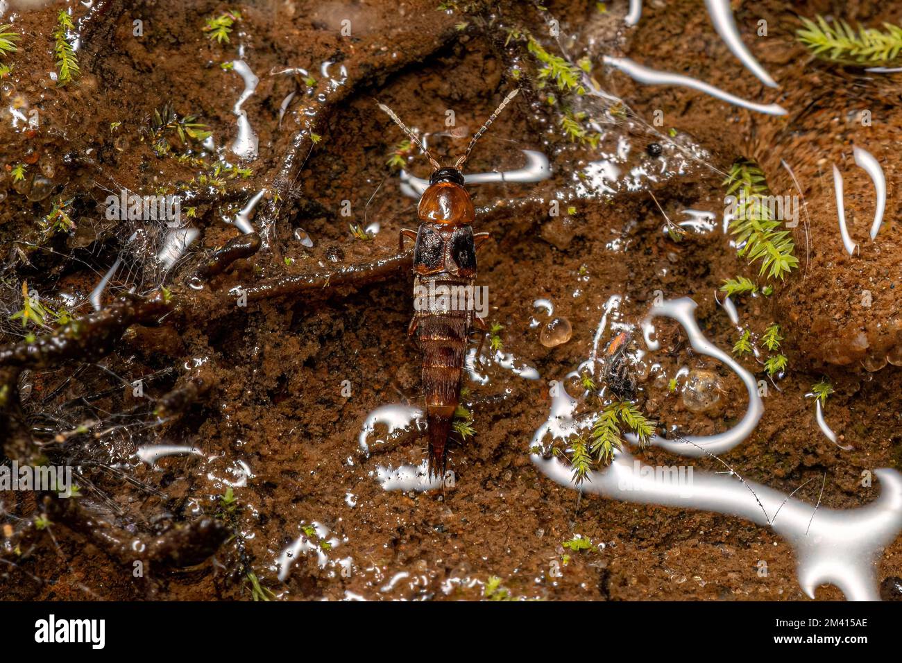 Atanygnathus hi-res stock photography and images - Alamy