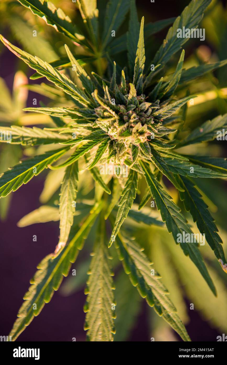 Cannabis plant in golden summer light, marijuana background. Flower bud ...
