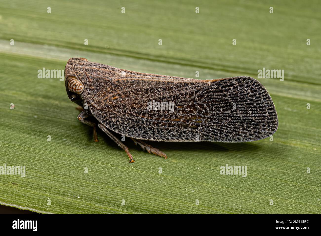 Adult Nogodinid Planthopper Insect of the Genus Bladina Stock Photo - Alamy