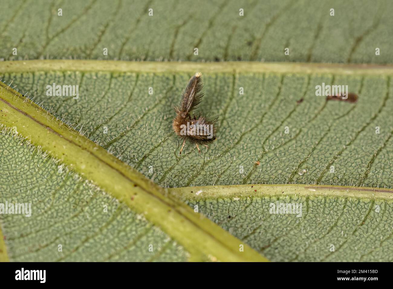 Adult Moth Fly of the Genus Maruina Stock Photo - Alamy