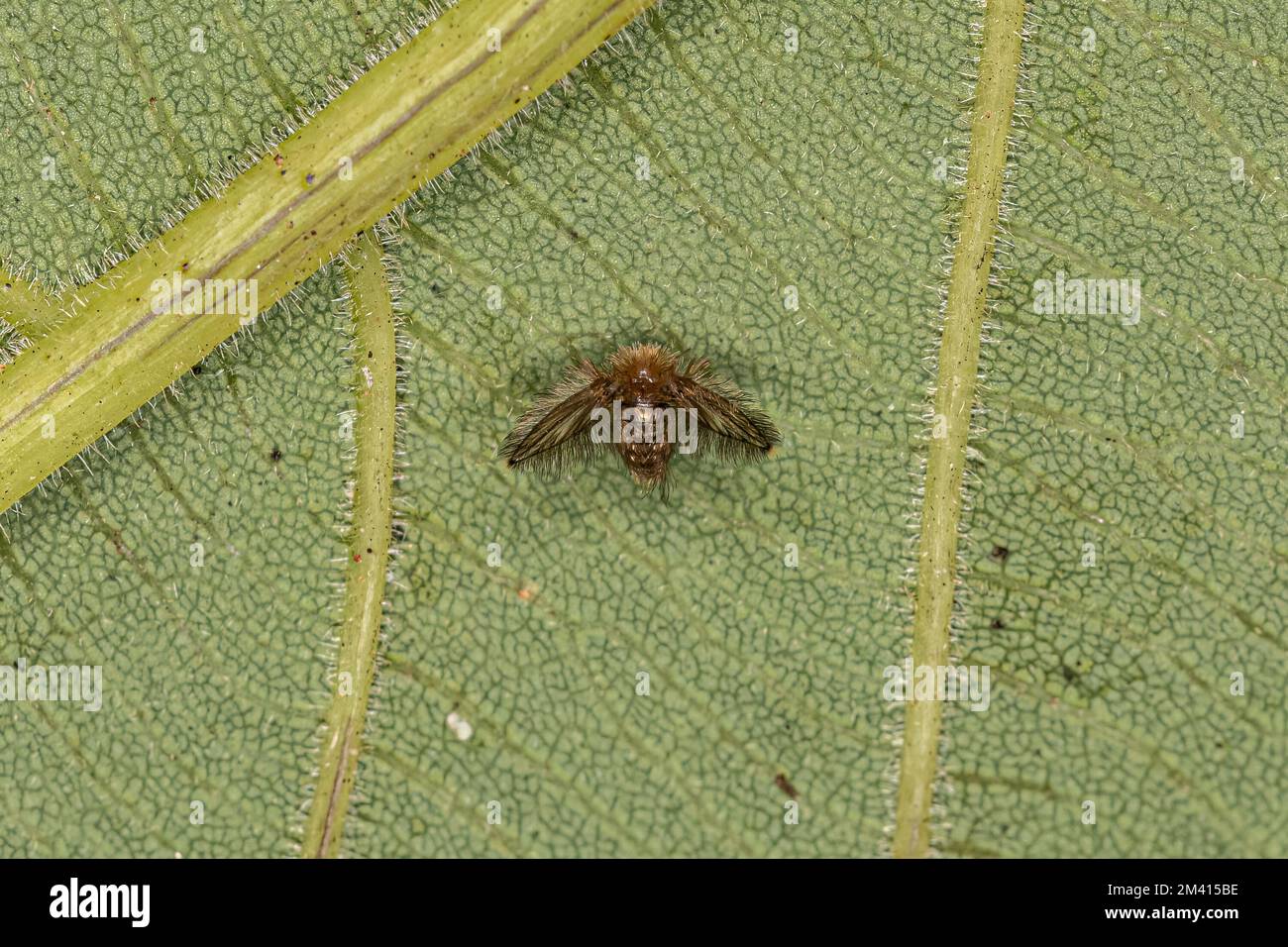 Adult Moth Fly of the Genus Maruina Stock Photo - Alamy
