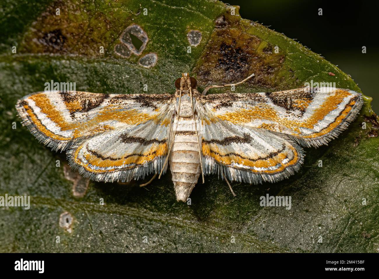 Adult China-mark Moth of the Subfamily Acentropinae Stock Photo - Alamy