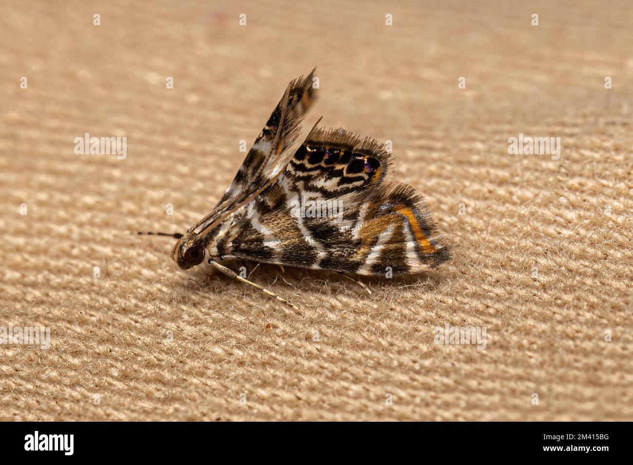 China mark moth hi-res stock photography and images - Alamy