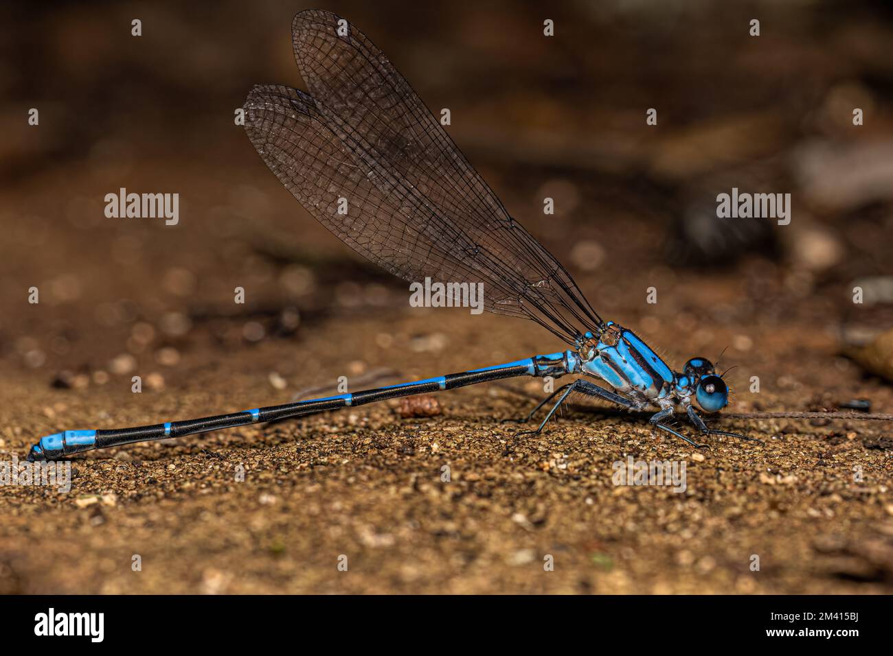 Adult Narrow-winged Damselfly of the Family Coenagrionidae Stock Photo ...