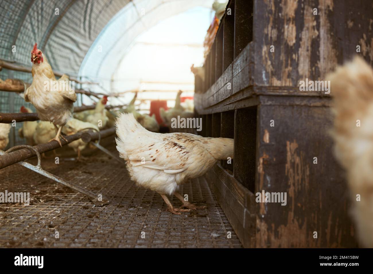 Sustainability, chicken barn and hen farm for production of eggs ...