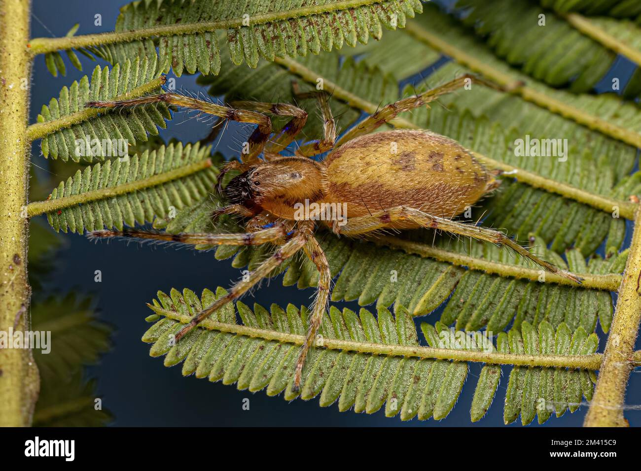 Adult Female Ghost Spider of the Family Anyphaenidae Stock Photo - Alamy