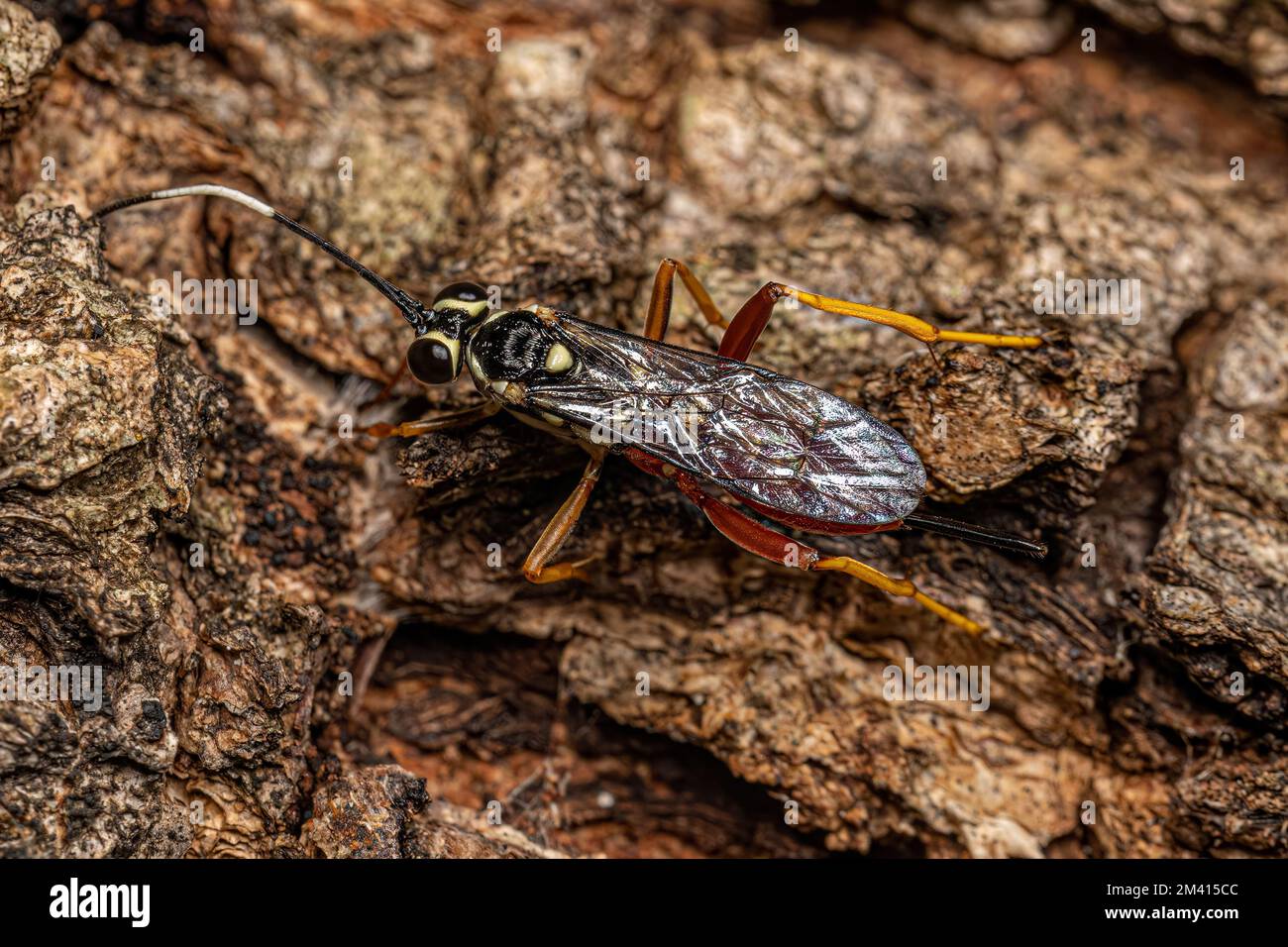 Adult Ichneumonid Wasp of the Family Ichneumonidae Stock Photo - Alamy
