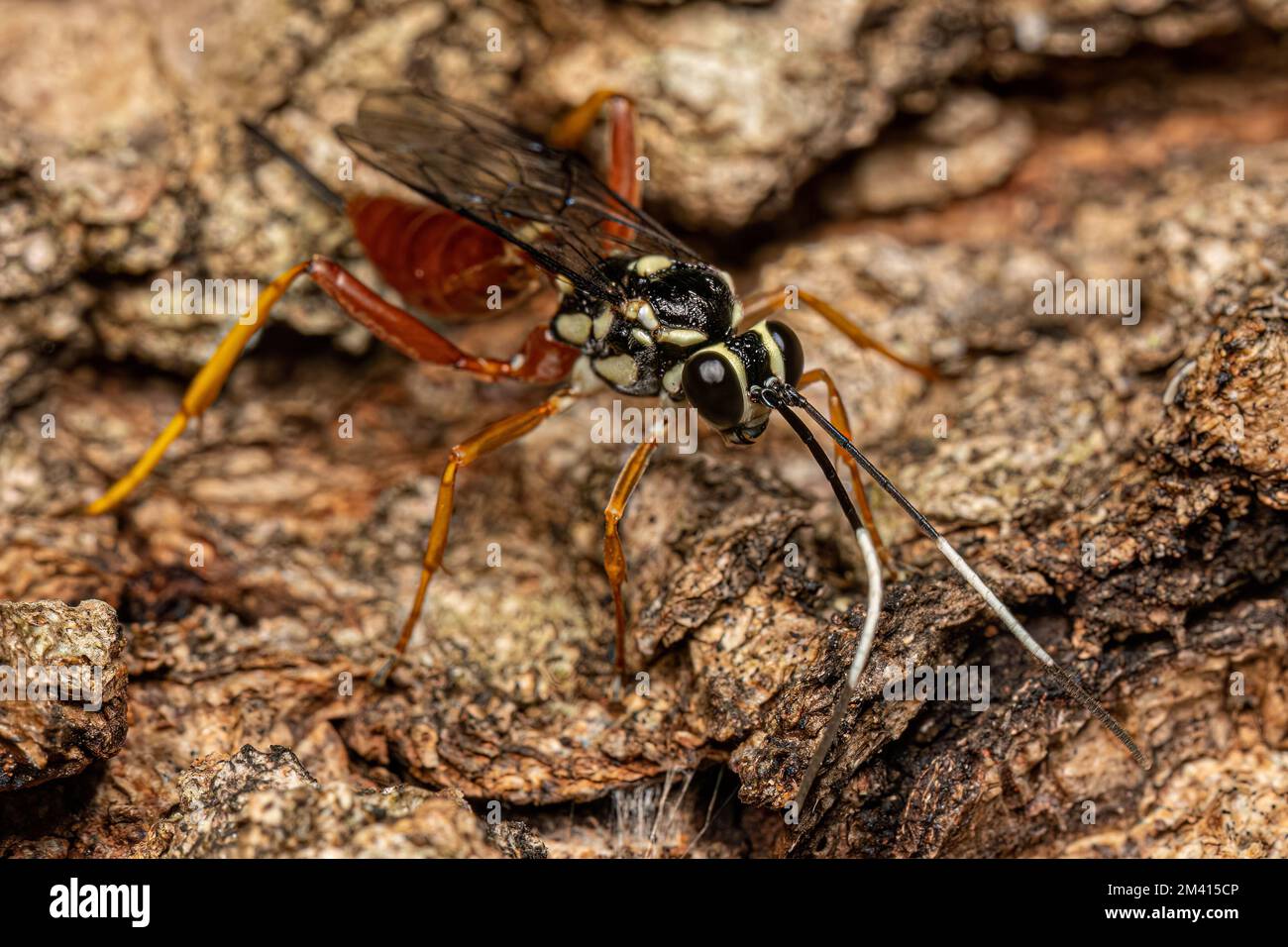 Adult Ichneumonid Wasp of the Family Ichneumonidae Stock Photo - Alamy