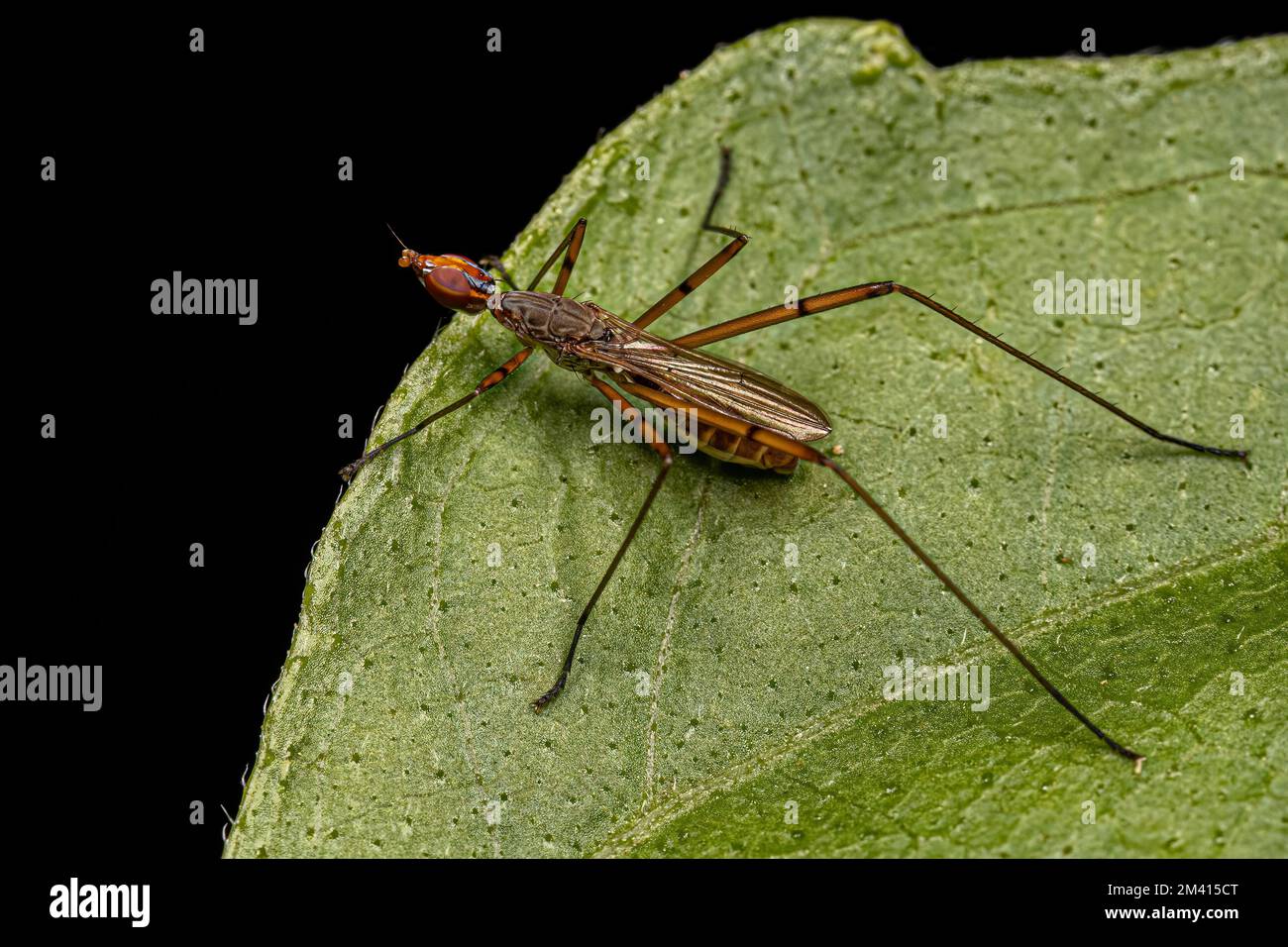 Adult Stilt-legged Fly of the Genus Micropeza Stock Photo - Alamy