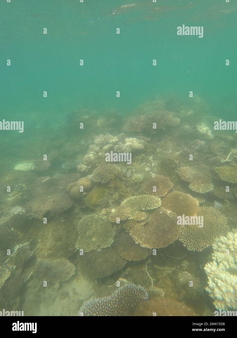 Colorful reef snorkel underwater at Fitzroy island, Tropical North ...