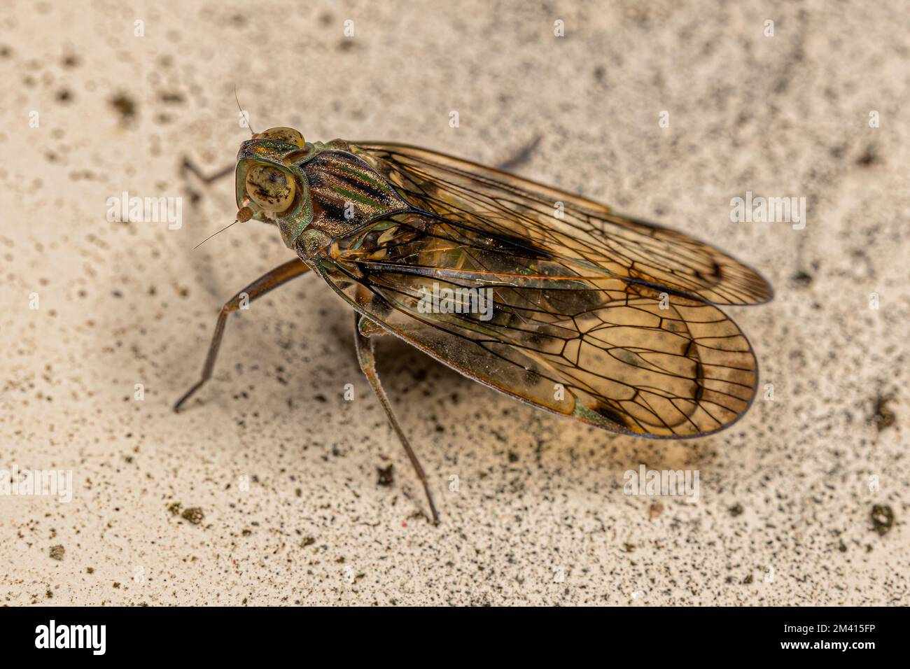 Adult Small Planthopper Insect of the Tribe Pentastirini Stock Photo ...