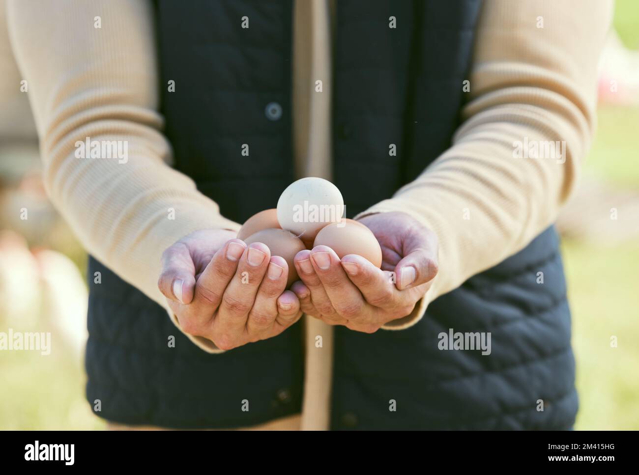 Egg, agriculture and hands of farmer in countryside for diet ...