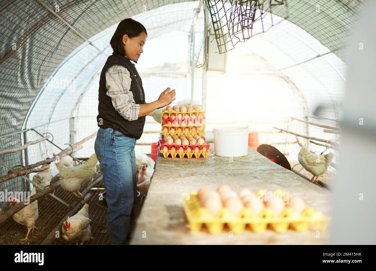 Asian, woman and farm with chicken eggs tray organisation, collection ...