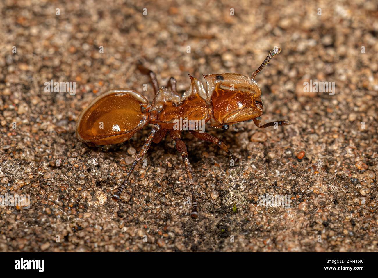 Adult Yellow Turtle Ant of the Genus Cephalotes Stock Photo - Alamy